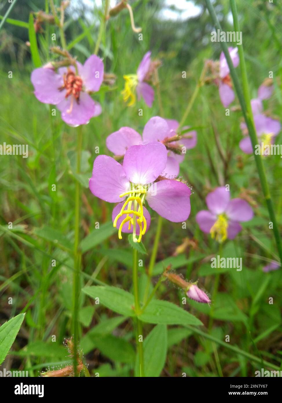 Virginia meadowbeauty (Rhexia virginica) Plantae Stock Photo - Alamy