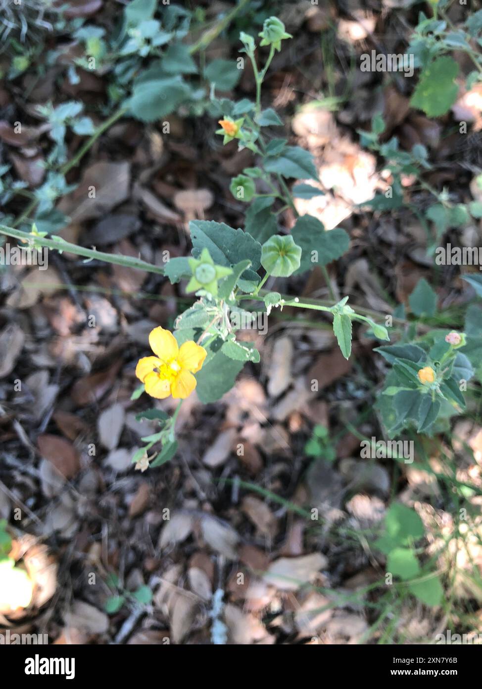 sweet Indian Mallow (Abutilon fruticosum) Plantae Stock Photo - Alamy