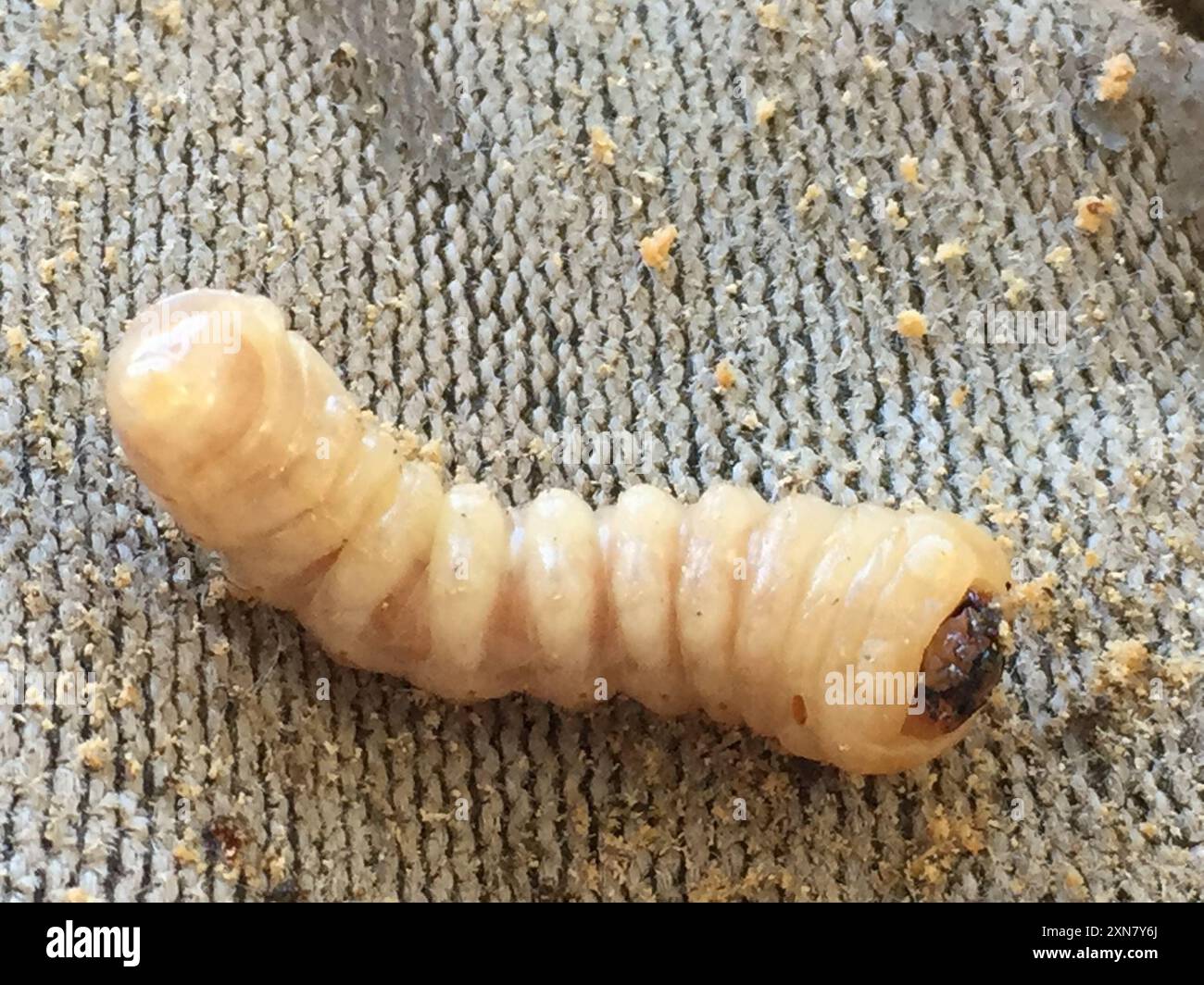Huhu (Prionoplus reticularis) Insecta Stock Photo - Alamy