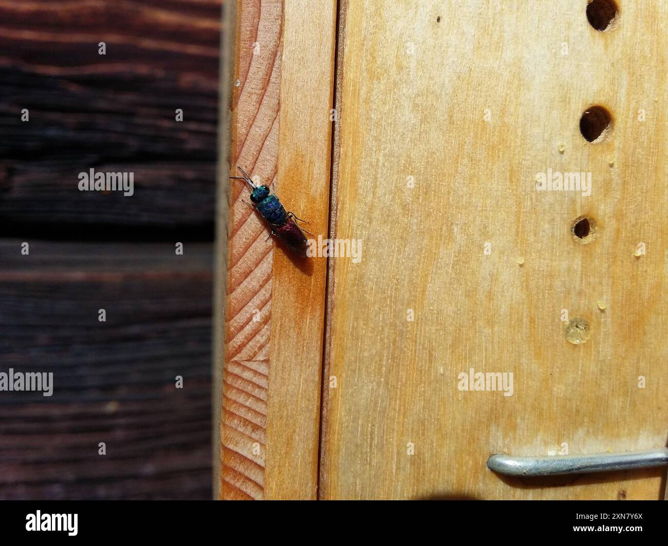 Ruby-tailed Cuckoo Wasps (Chrysis ignita) Insecta Stock Photo - Alamy