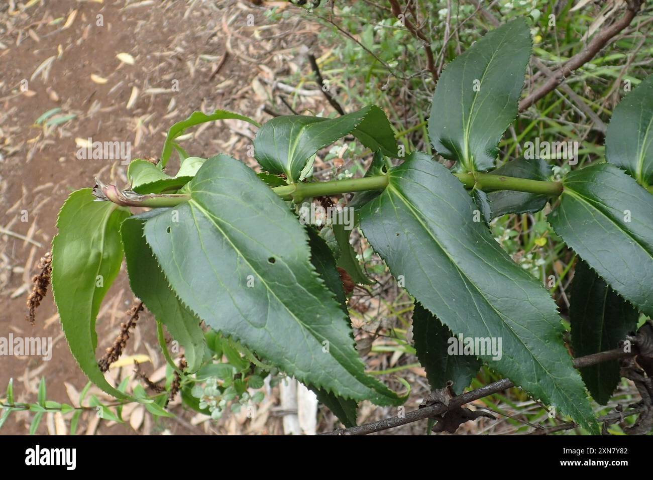 derwent speedwell (Veronica derwentiana) Plantae Stock Photo - Alamy
