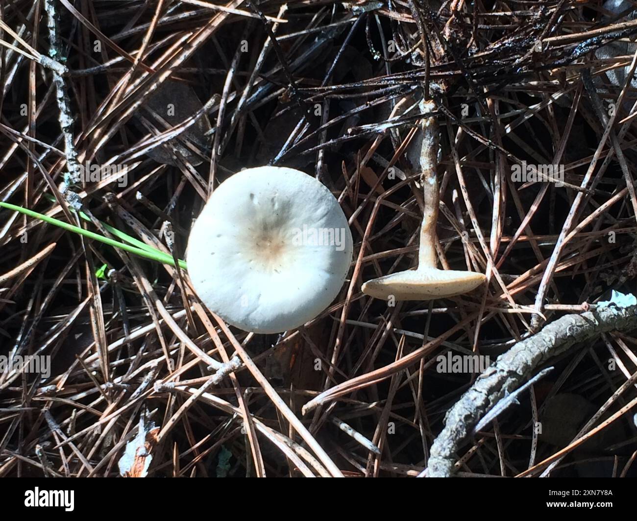 Fragrant Funnel (Clitocybe fragrans) Fungi Stock Photo - Alamy