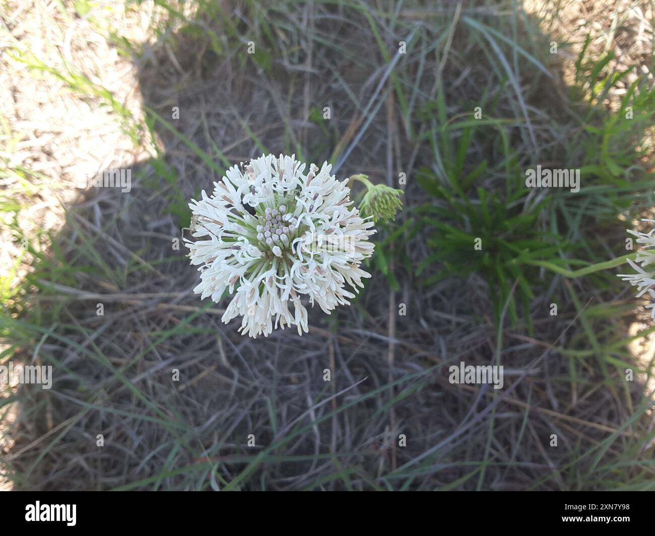 Barbara's-buttons (Marshallia caespitosa) Plantae Stock Photo - Alamy