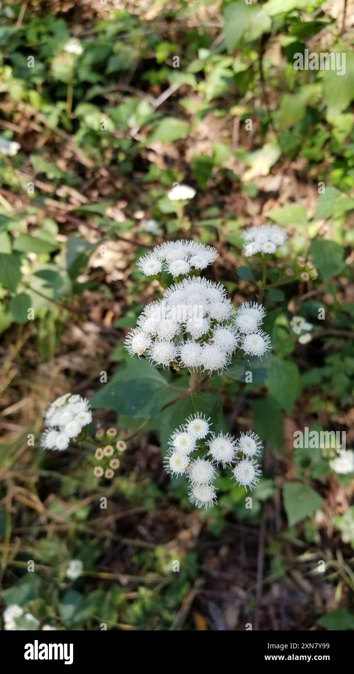 Crofton Weed (Ageratina adenophora) Plantae Stock Photo - Alamy