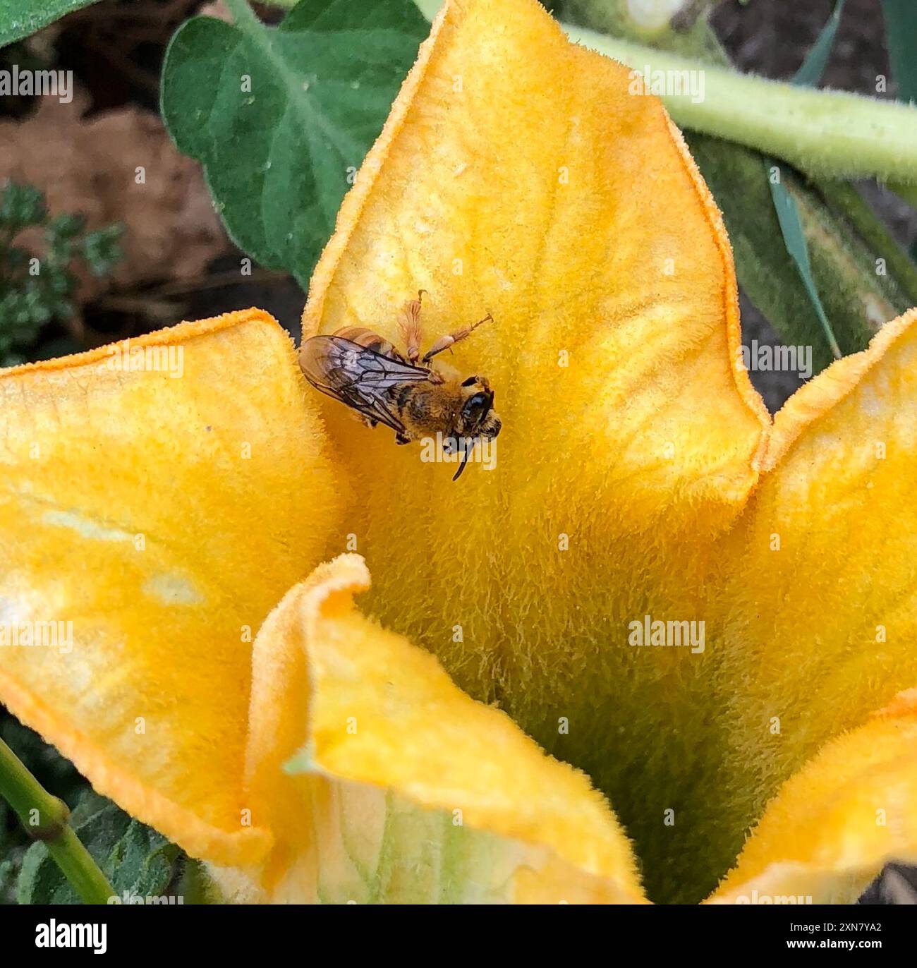 Pruinose Squash Bee (Peponapis pruinosa) Insecta Stock Photo - Alamy