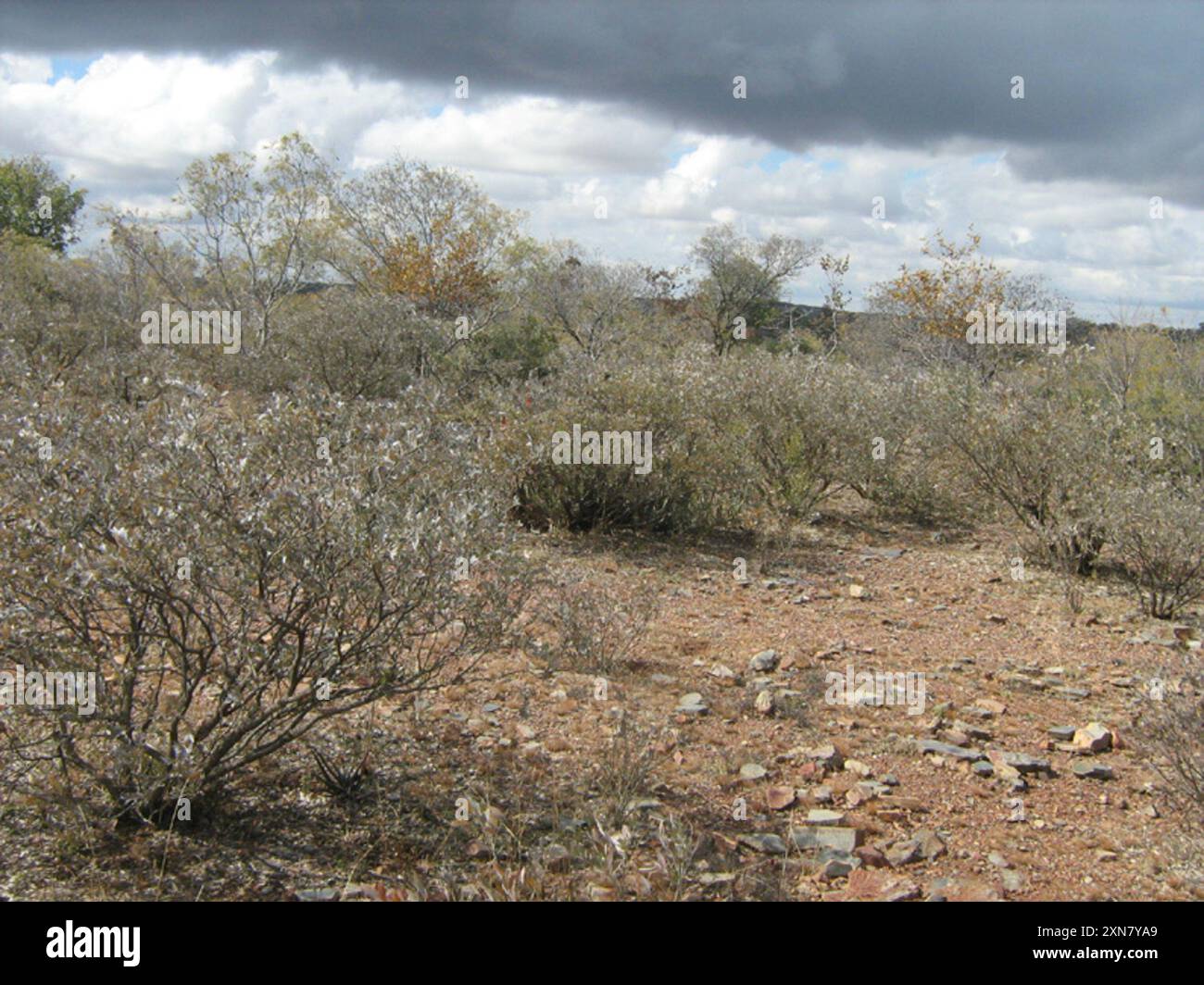 Cork Bush (Mundulea sericea) Plantae Stock Photo - Alamy