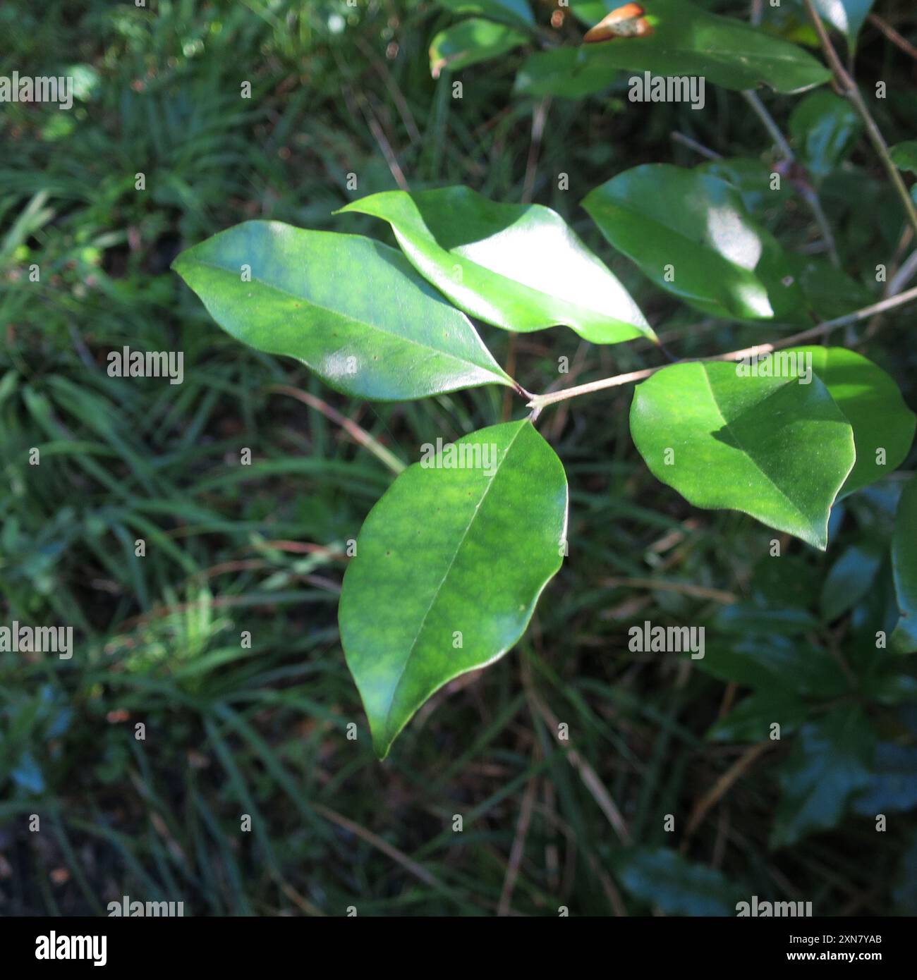 Olea capensis hi-res stock photography and images - Alamy