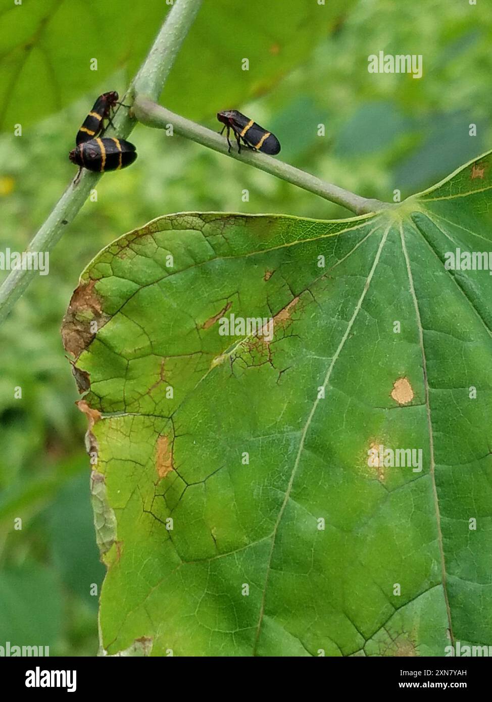 Two-lined Spittlebug (Prosapia bicincta) Insecta Stock Photo - Alamy