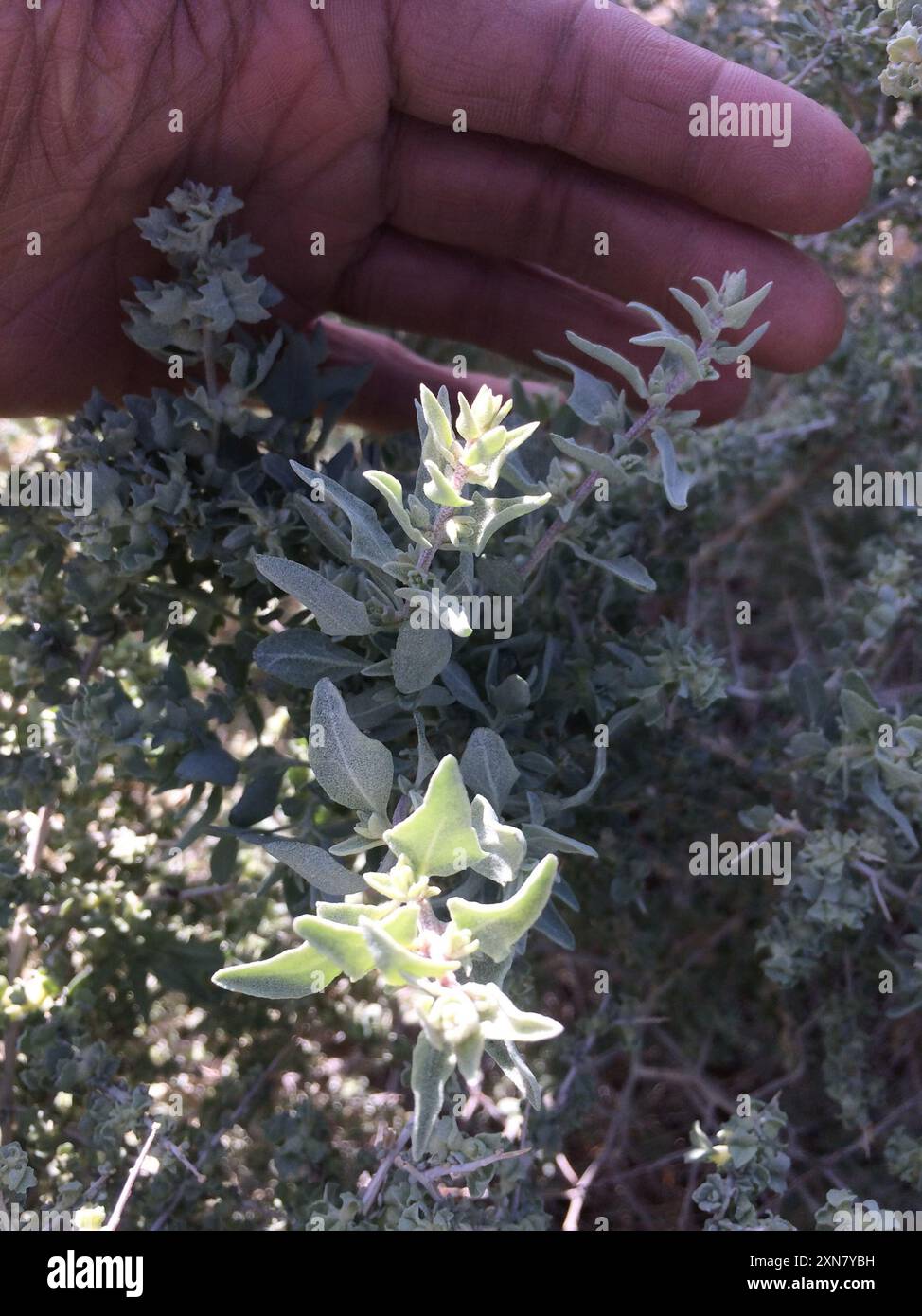 spiny saltbush (Atriplex spinifera) Plantae Stock Photo - Alamy