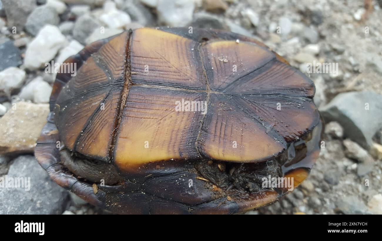 Kinosternon subrubrum hi-res stock photography and images - Alamy