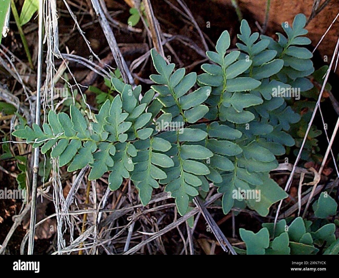 lip fern subfamily (Cheilanthoideae) Plantae Stock Photo - Alamy