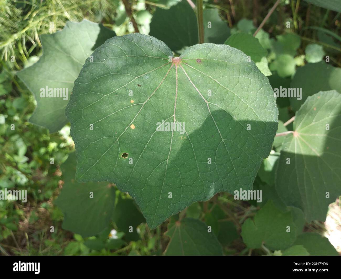 Caesar weed (Urena lobata) Plantae Stock Photo - Alamy