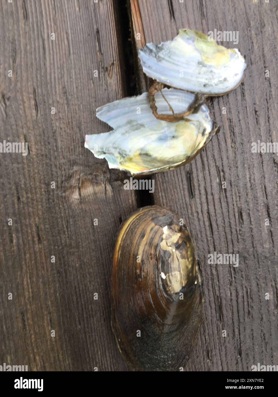 Western Floater (Anodonta kennerlyi) Mollusca Stock Photo - Alamy