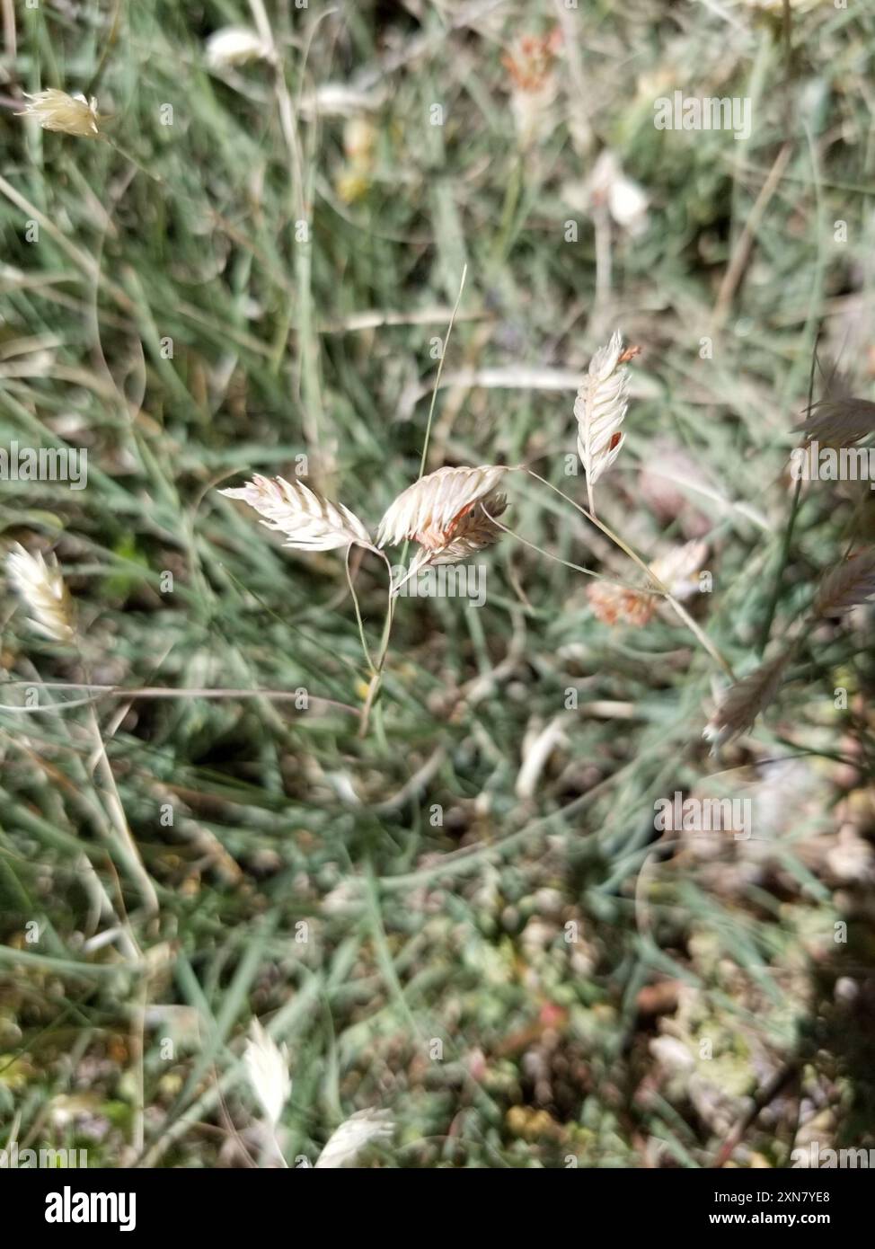 buffalograss (Bouteloua dactyloides) Plantae Stock Photo - Alamy