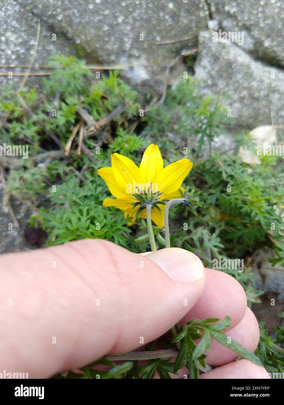 Arizona beggarticks (Bidens aurea) Plantae Stock Photo - Alamy