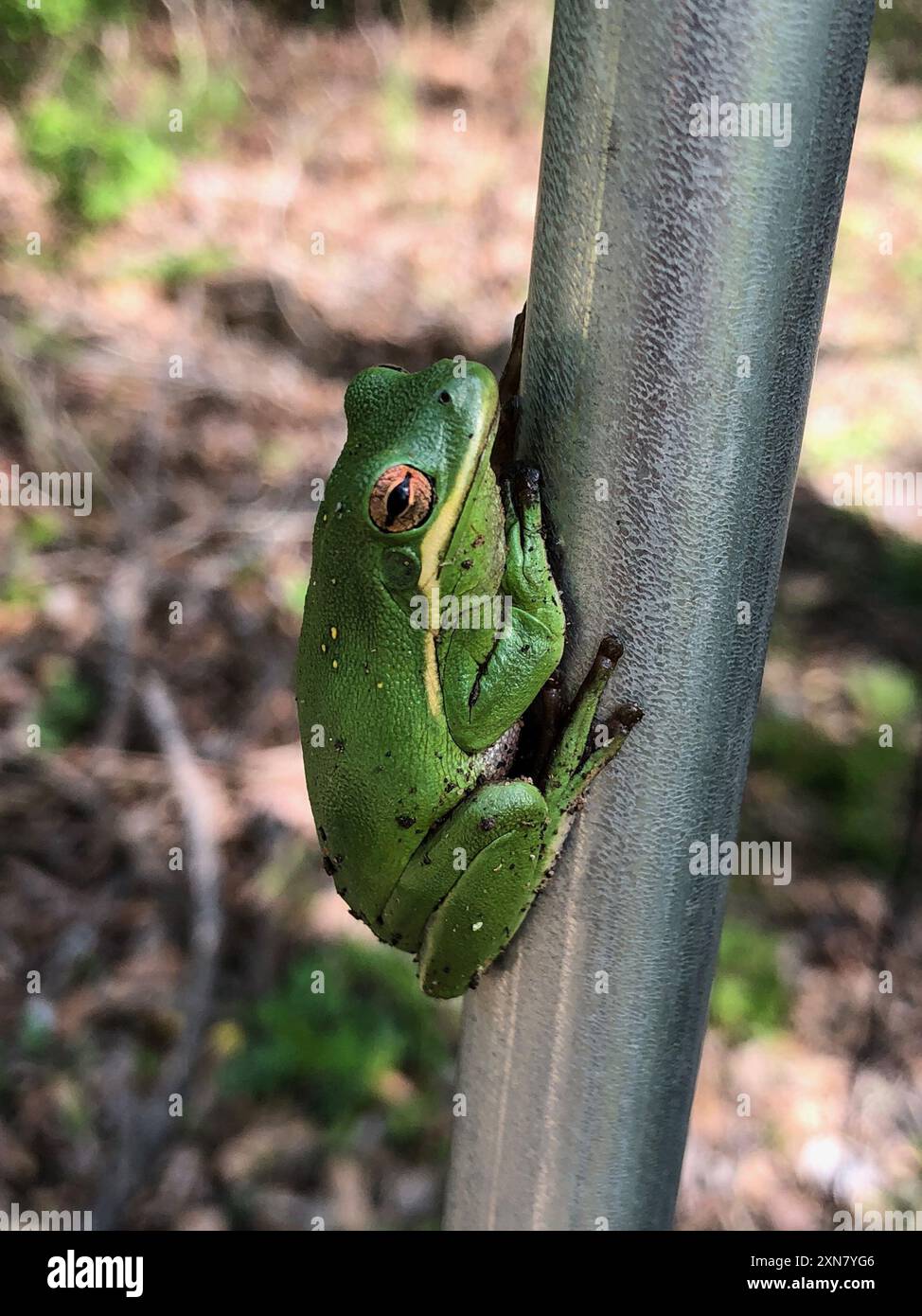 Green Treefrog (Hyla cinerea) Amphibia Stock Photo - Alamy