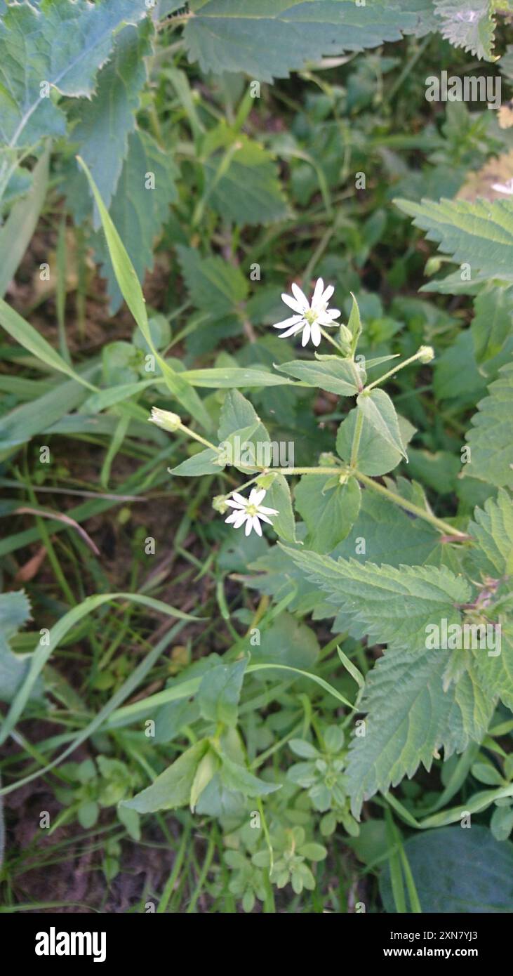 Water Chickweed (Stellaria aquatica) Plantae Stock Photo - Alamy
