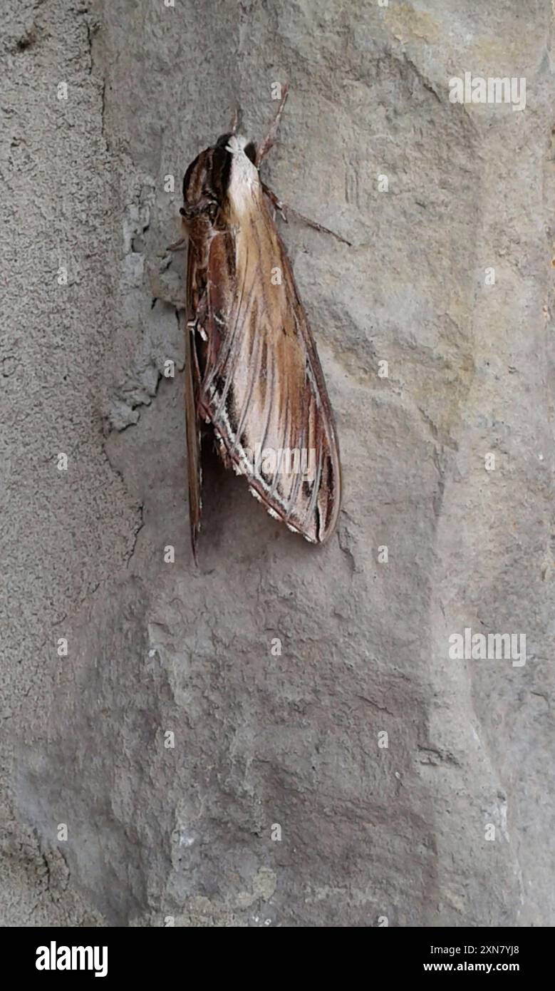 Laurel Sphinx (Sphinx kalmiae) Insecta Stock Photo - Alamy