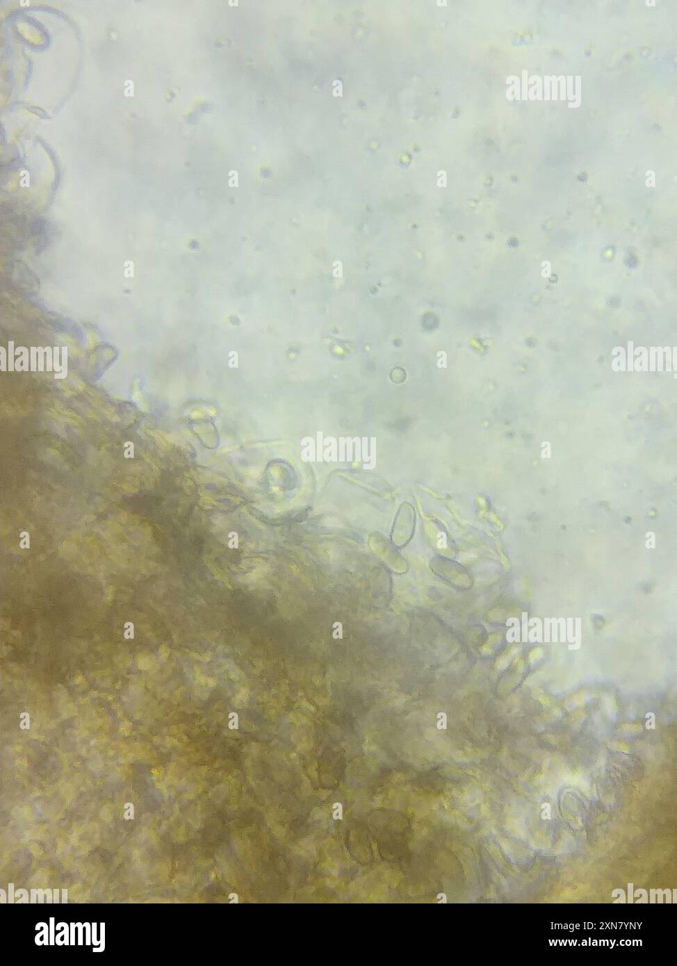 chestnut brittlestem (Homophron spadiceum) Fungi Stock Photo - Alamy