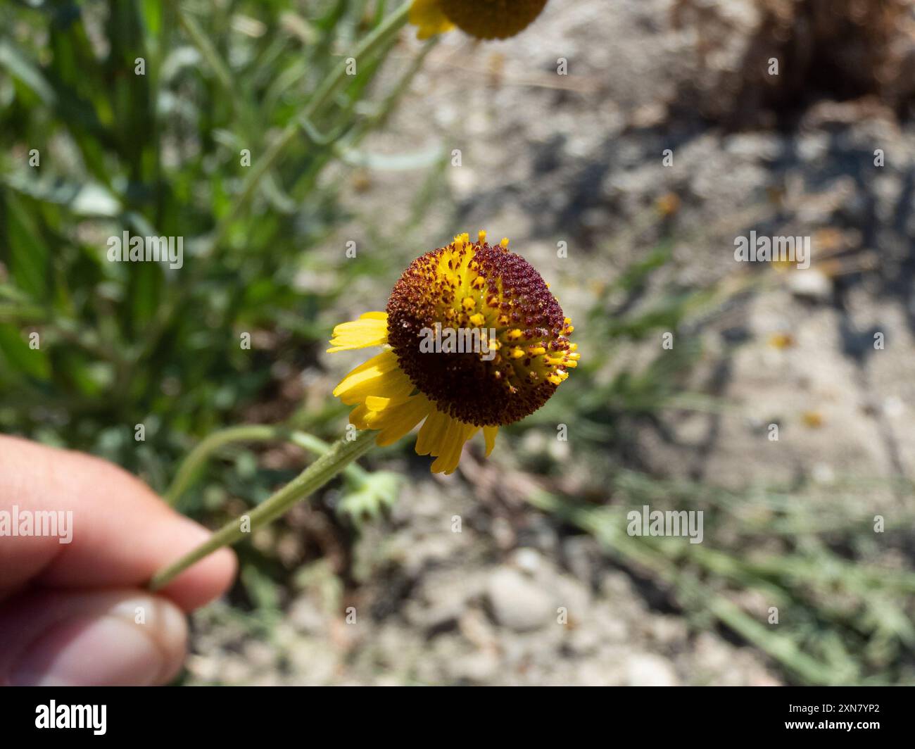Rosilla (Helenium puberulum) Plantae Stock Photo - Alamy