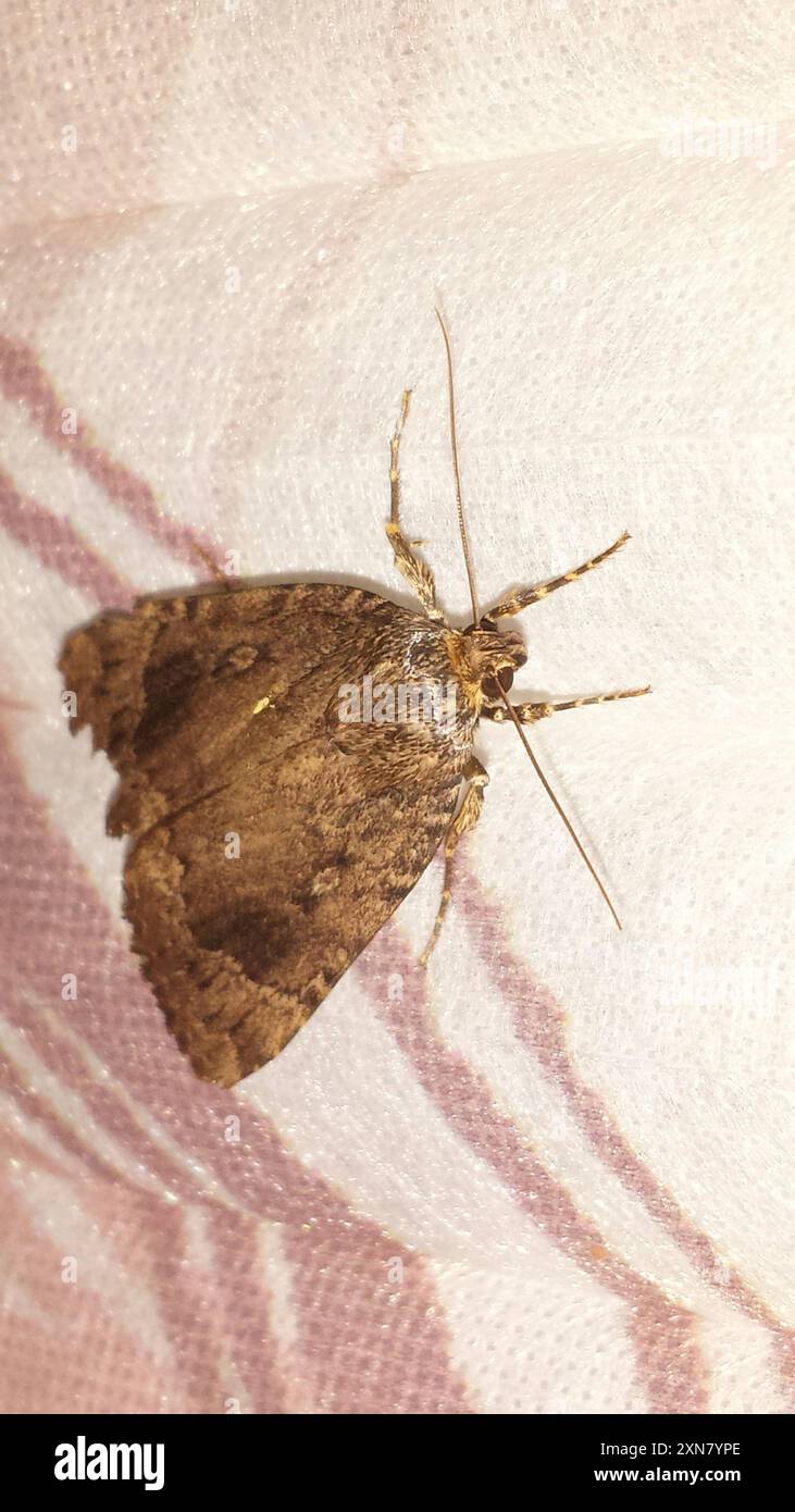 American Copper Underwing (Amphipyra pyramidoides) Insecta Stock Photo ...