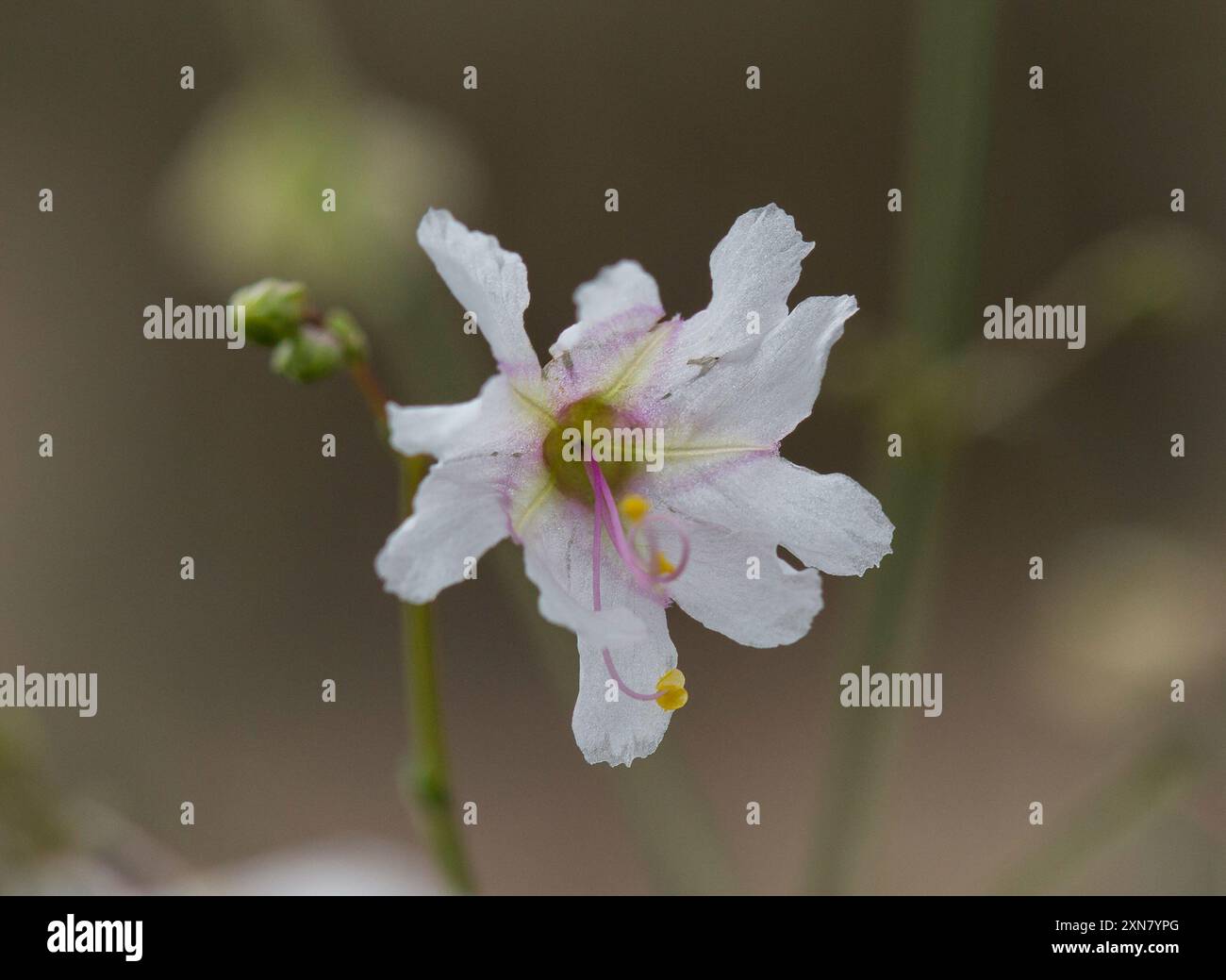 Narrowleaf Four o'Clock (Mirabilis linearis) Plantae Stock Photo - Alamy
