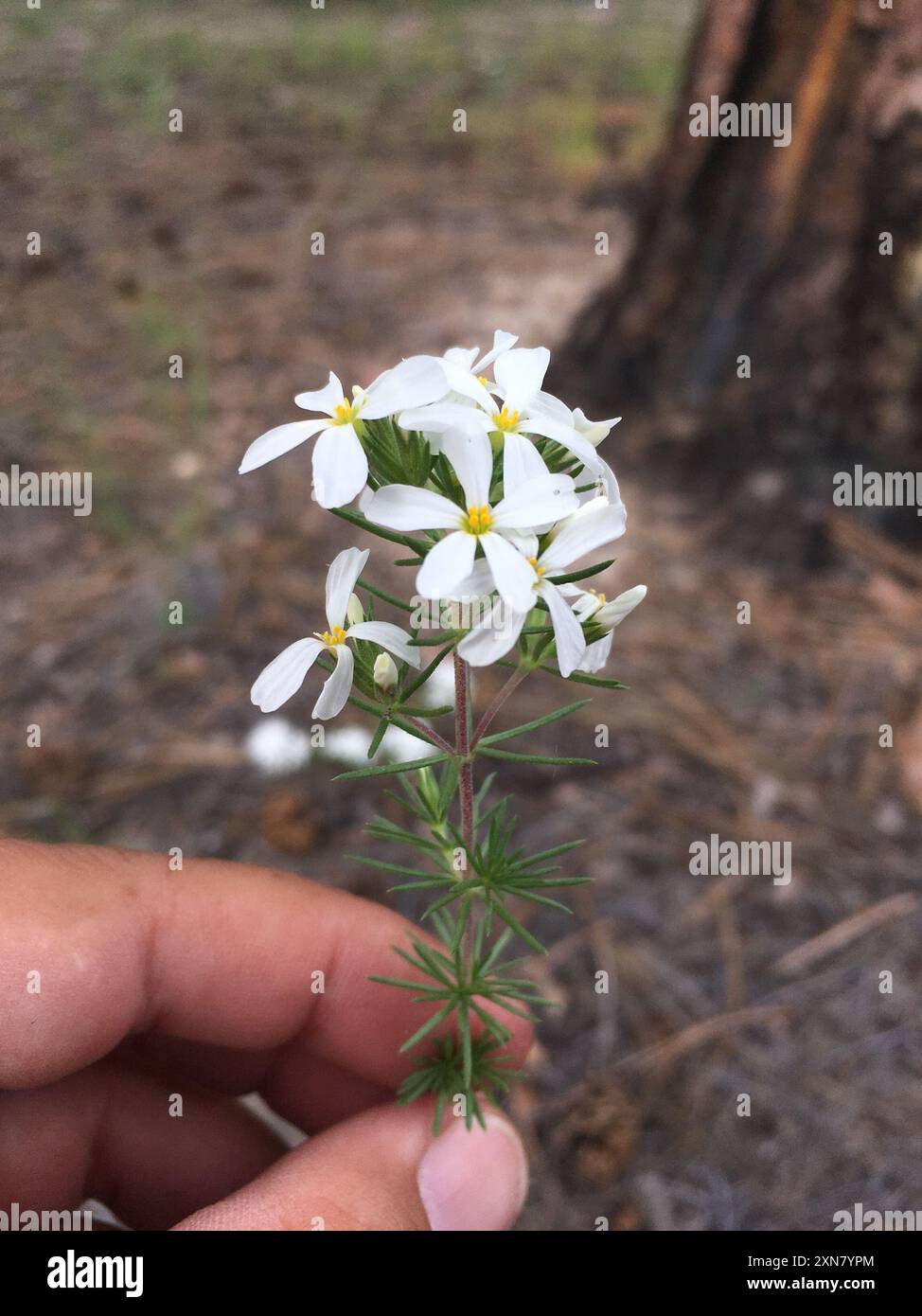 Nuttall's Linanthus (Leptosiphon nuttallii) Plantae Stock Photo - Alamy