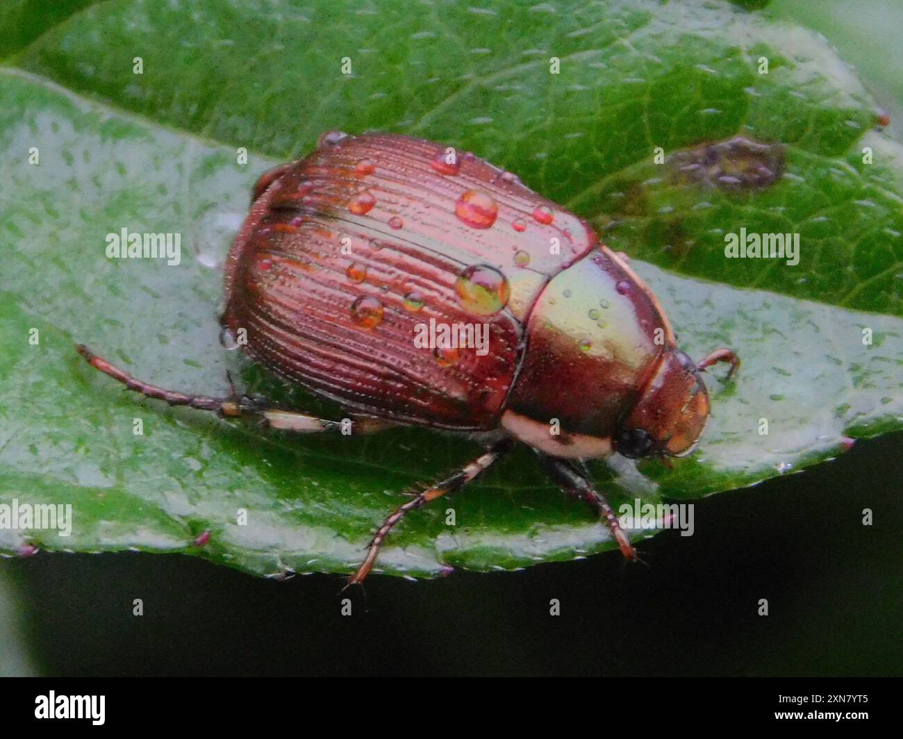 Margined Shining Leaf Chafer (Callistethus marginatus) Insecta Stock ...