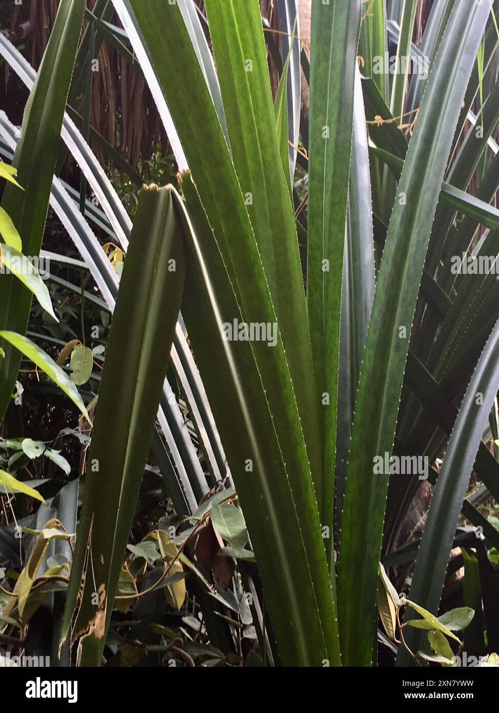 thatch screwpine (Pandanus tectorius) Plantae Stock Photo - Alamy