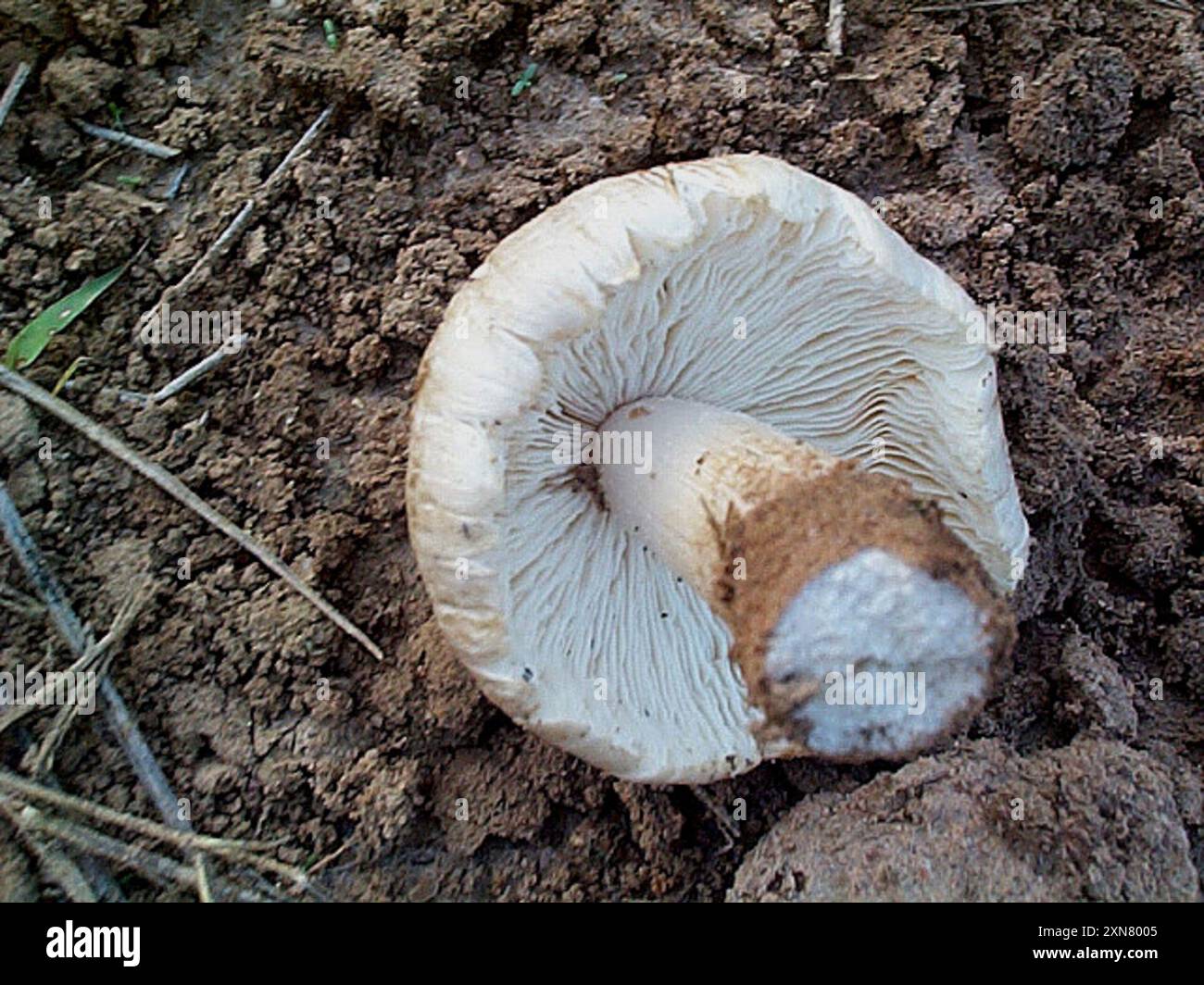 (Termitomyces reticulatus) Fungi Stock Photo - Alamy