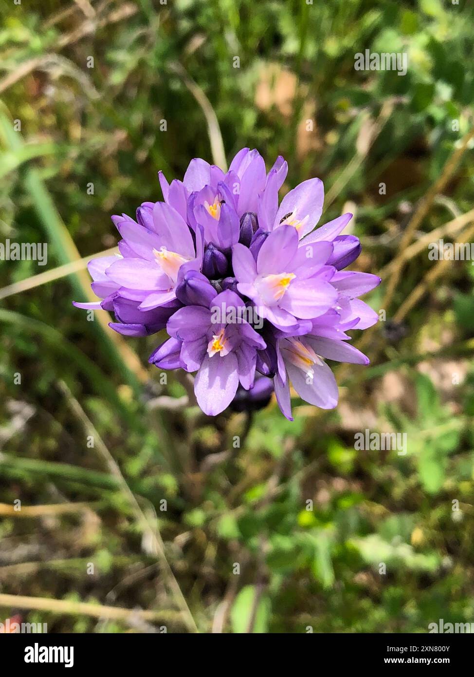 Blue Dicks (Dipterostemon capitatus) Plantae Stock Photo - Alamy