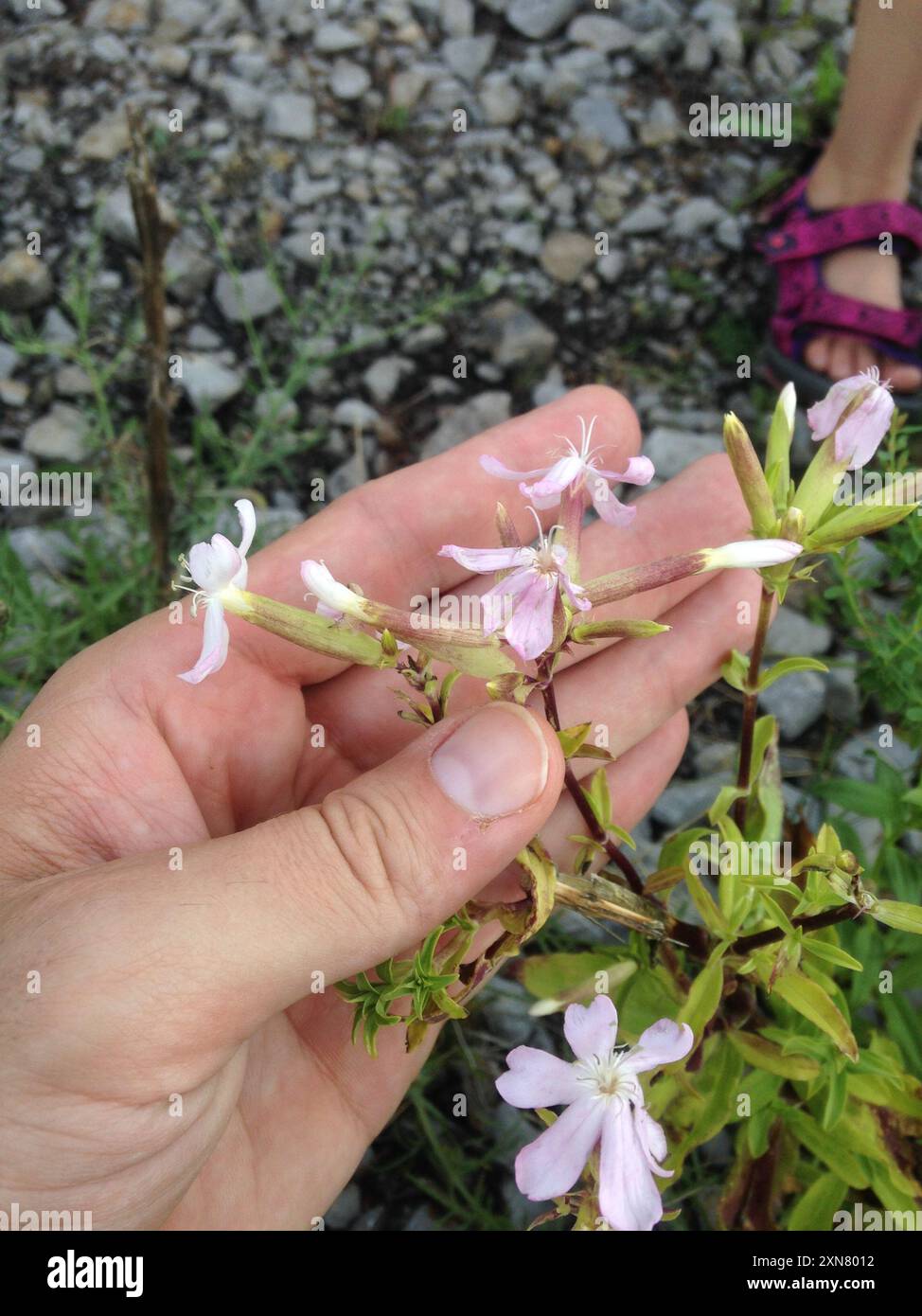 common soapwort (Saponaria officinalis) Plantae Stock Photo - Alamy