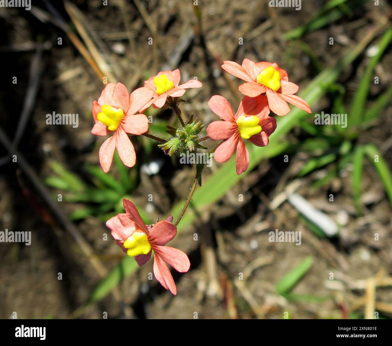 Common Lionface (Nemesia affinis) Plantae Stock Photo - Alamy