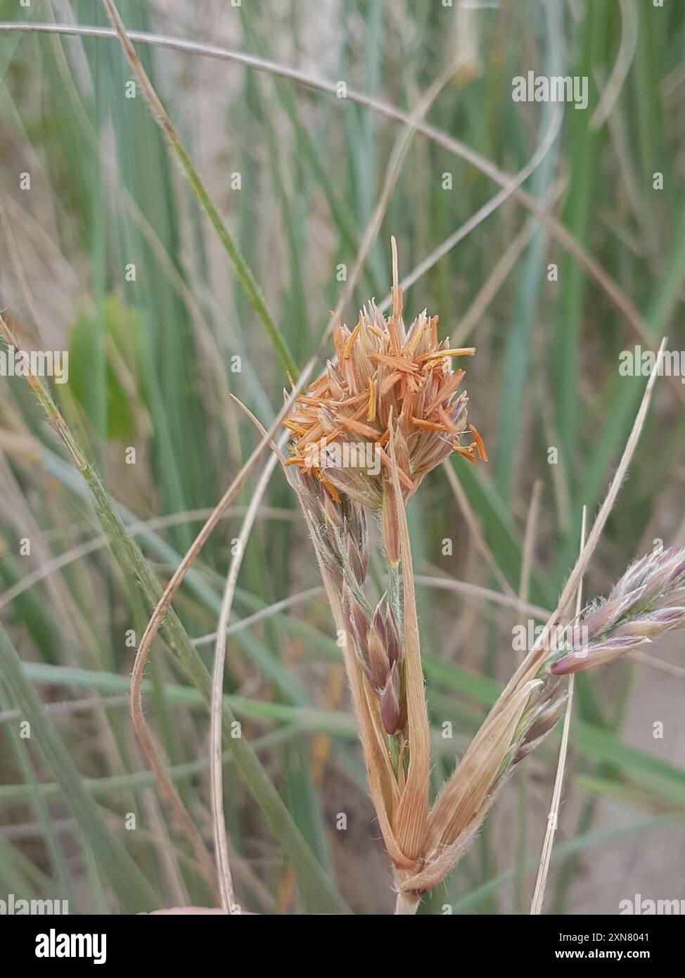 Beach Spinifex (Spinifex sericeus) Plantae Stock Photo - Alamy