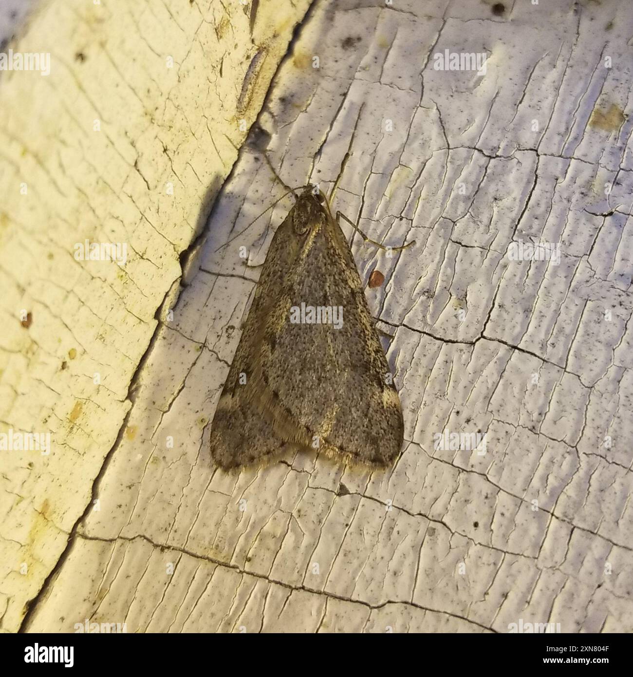 Fall Cankerworm Moth (Alsophila pometaria) Insecta Stock Photo - Alamy