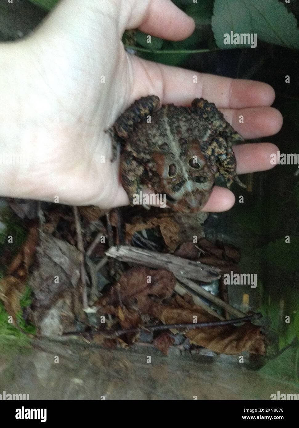 Eastern American Toad (Anaxyrus americanus americanus) Amphibia Stock ...