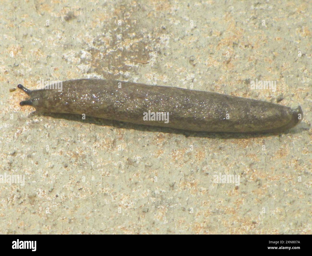 Foster Mantleslug (Pallifera fosteri) Mollusca Stock Photo - Alamy