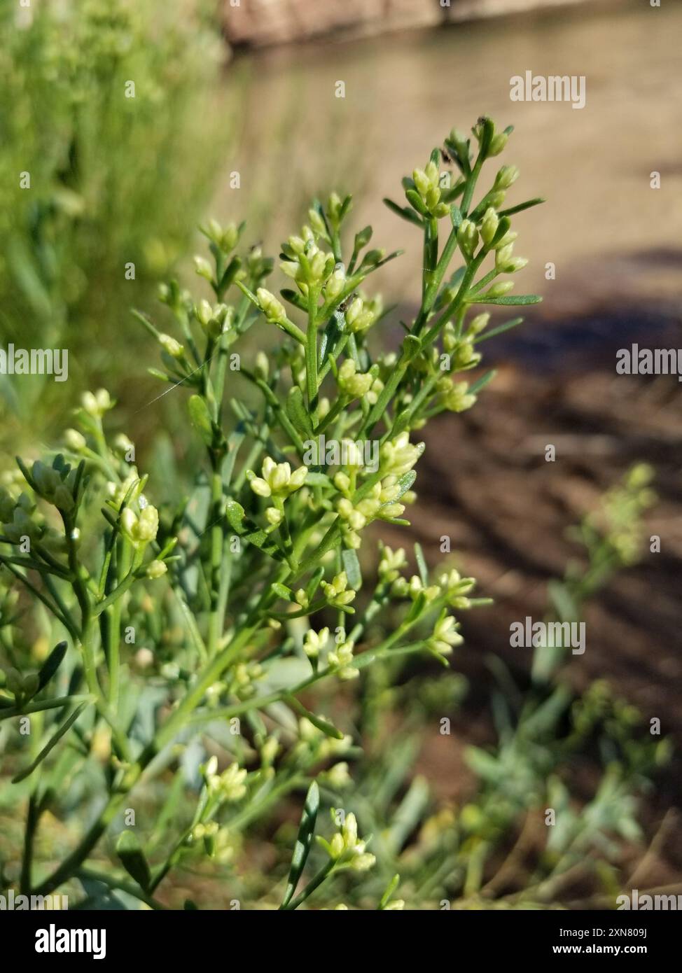 willow baccharis (Baccharis salicina) Plantae Stock Photo - Alamy