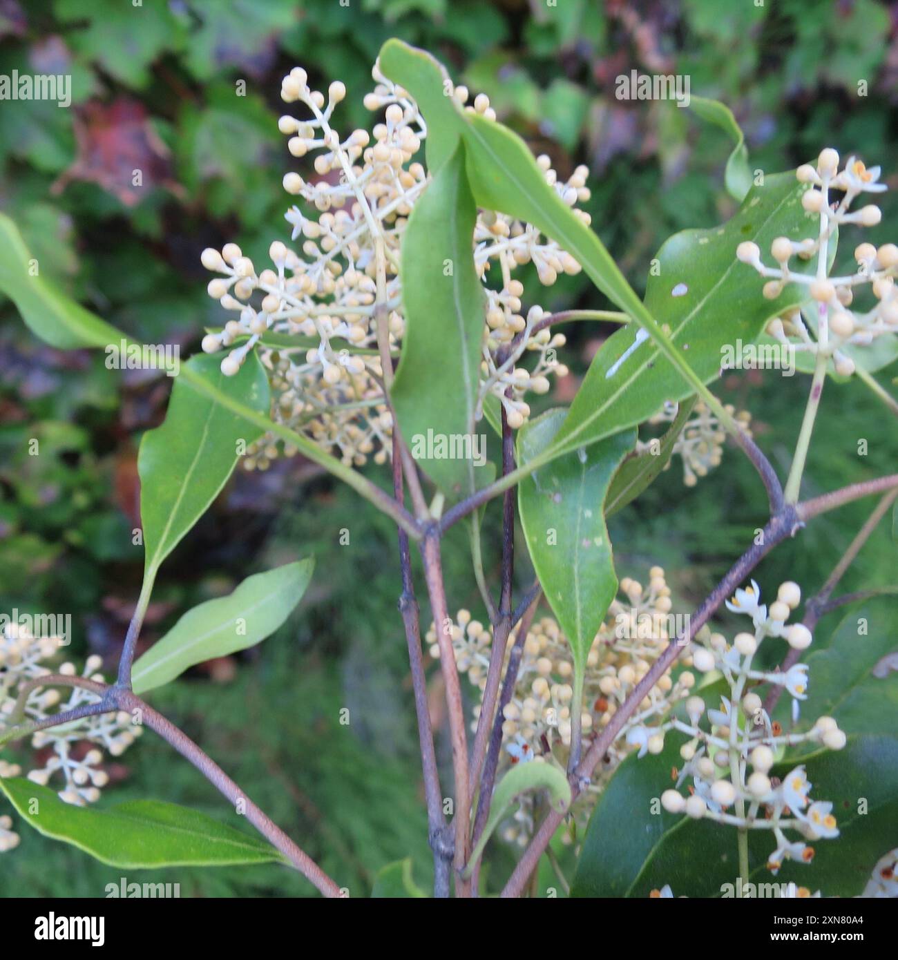 Olea capensis hi-res stock photography and images - Alamy
