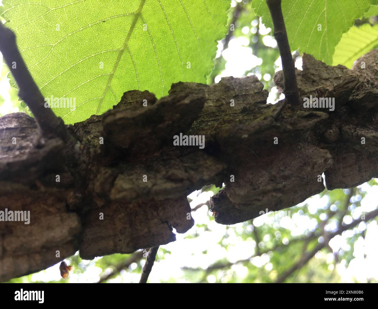 elm family (Ulmaceae) Plantae Stock Photo - Alamy