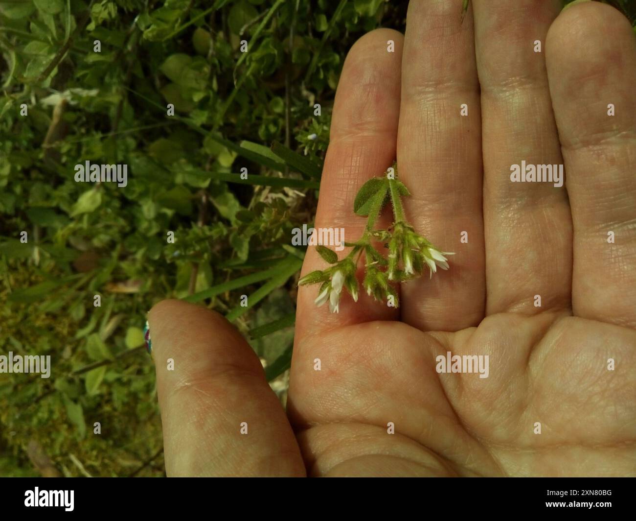 Sticky mouse-ear chickweed (Cerastium glomeratum) Plantae Stock Photo ...