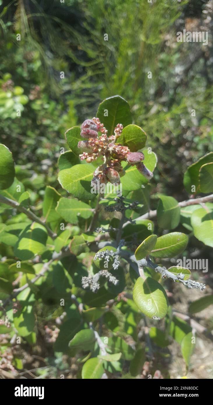 lemonade berry (Rhus integrifolia) Plantae Stock Photo - Alamy