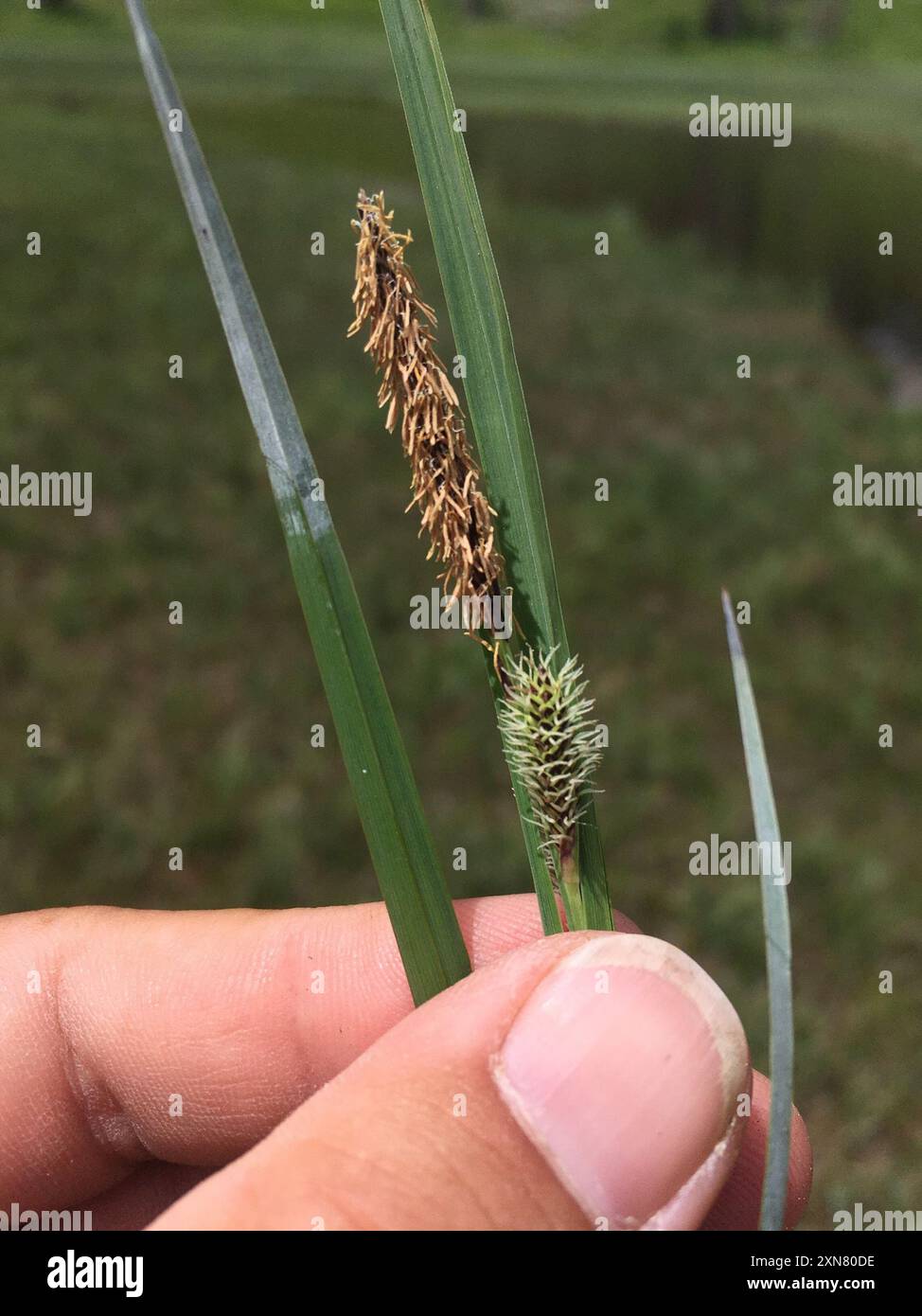 water sedge (Carex aquatilis) Plantae Stock Photo - Alamy