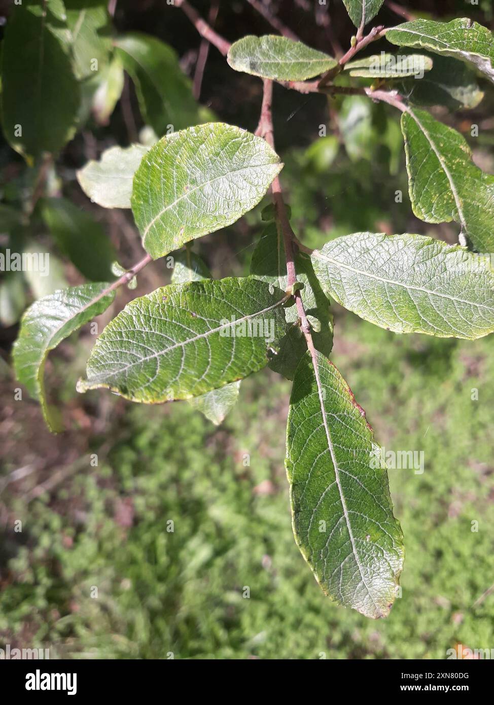Sitka willow (Salix sitchensis) Plantae Stock Photo - Alamy