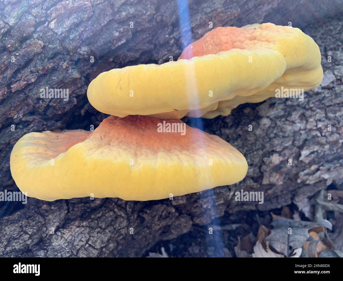 Western Hardwood Sulphur Shelf (Laetiporus gilbertsonii) Fungi Stock ...