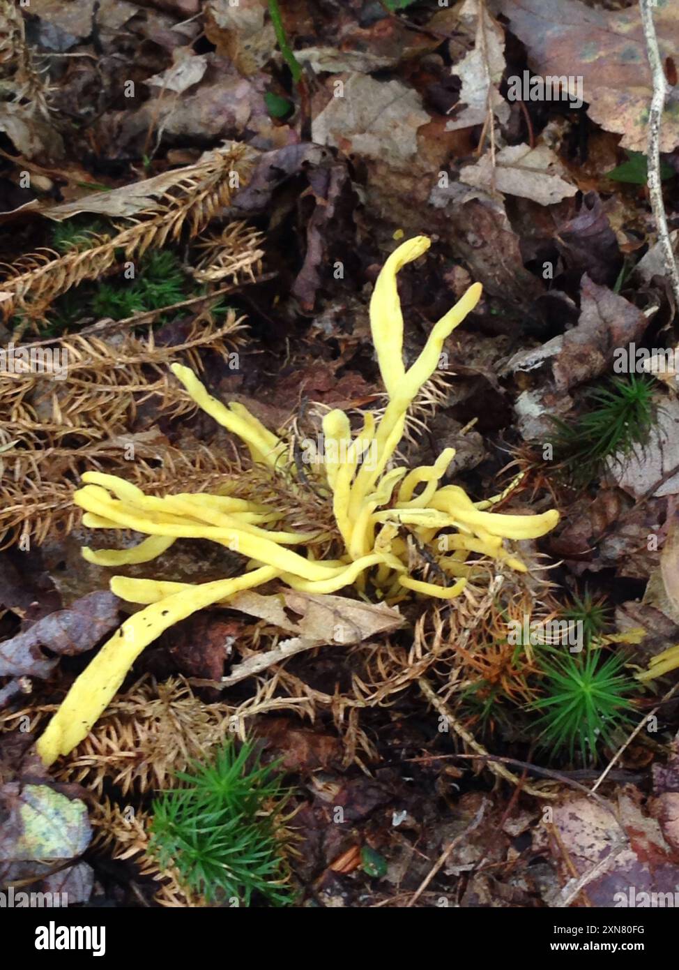 Golden Spindles (Clavulinopsis fusiformis) Fungi Stock Photo - Alamy