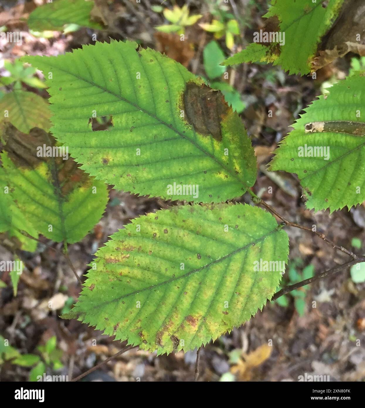 sweet birch (Betula lenta) Plantae Stock Photo - Alamy