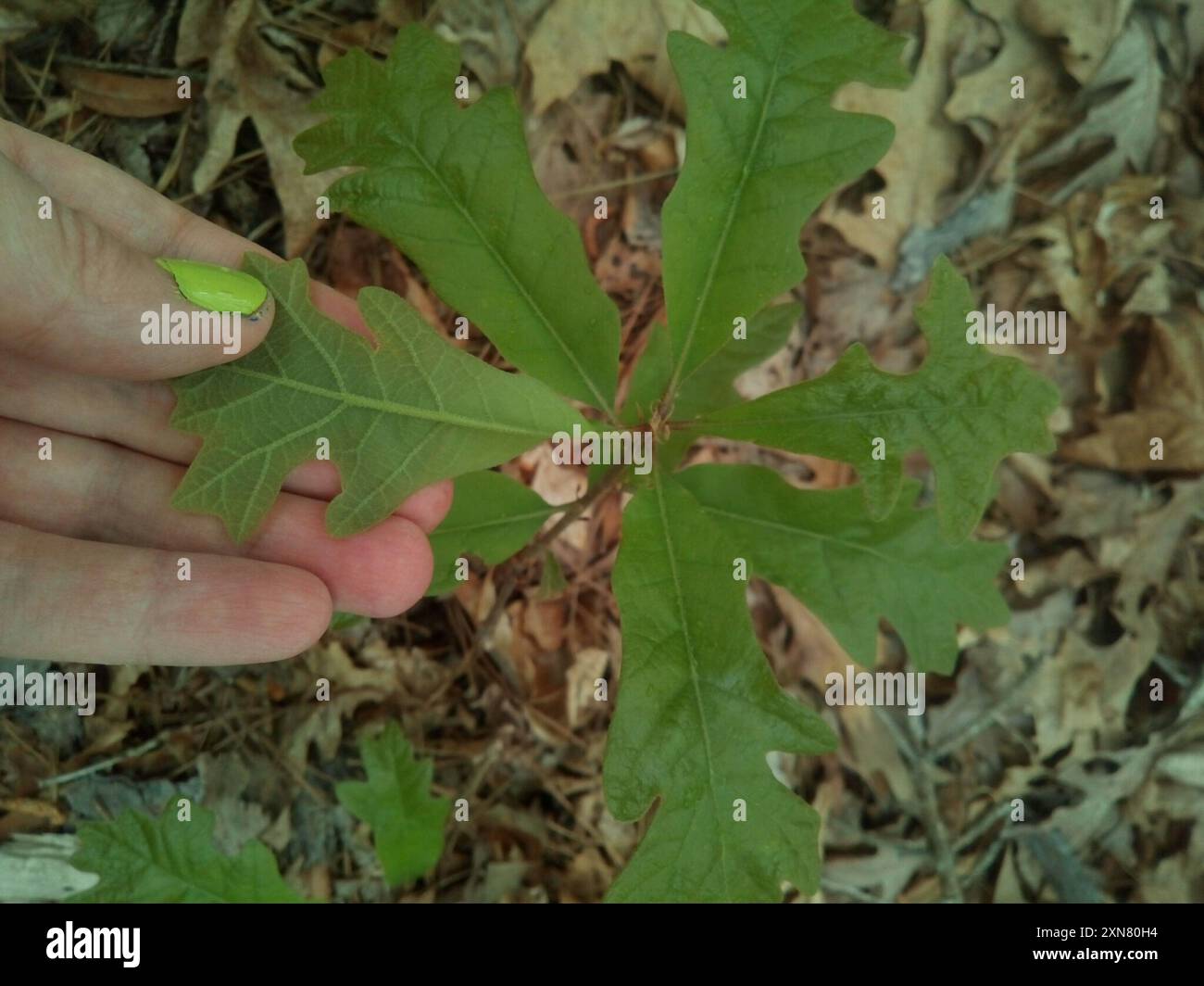 post oak (Quercus stellata) Plantae Stock Photo - Alamy