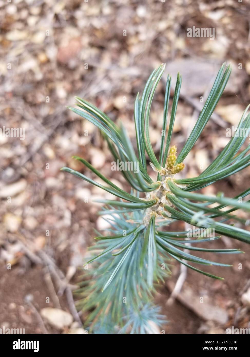 Parry pinyon (Pinus quadrifolia) Plantae Stock Photo - Alamy