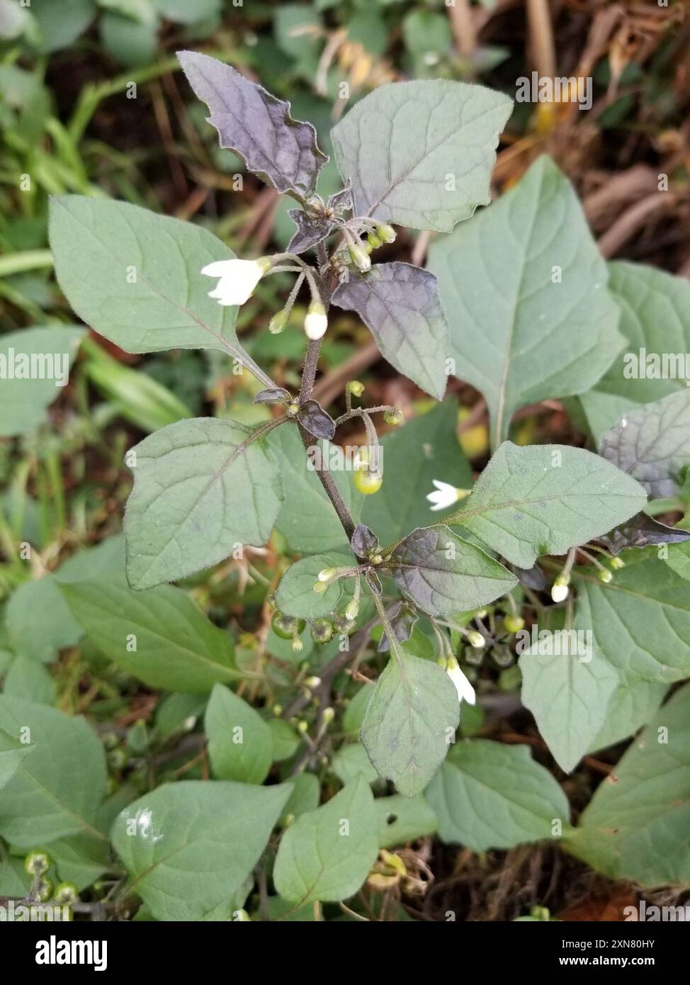 nightshades (Solanum) Plantae Stock Photo - Alamy